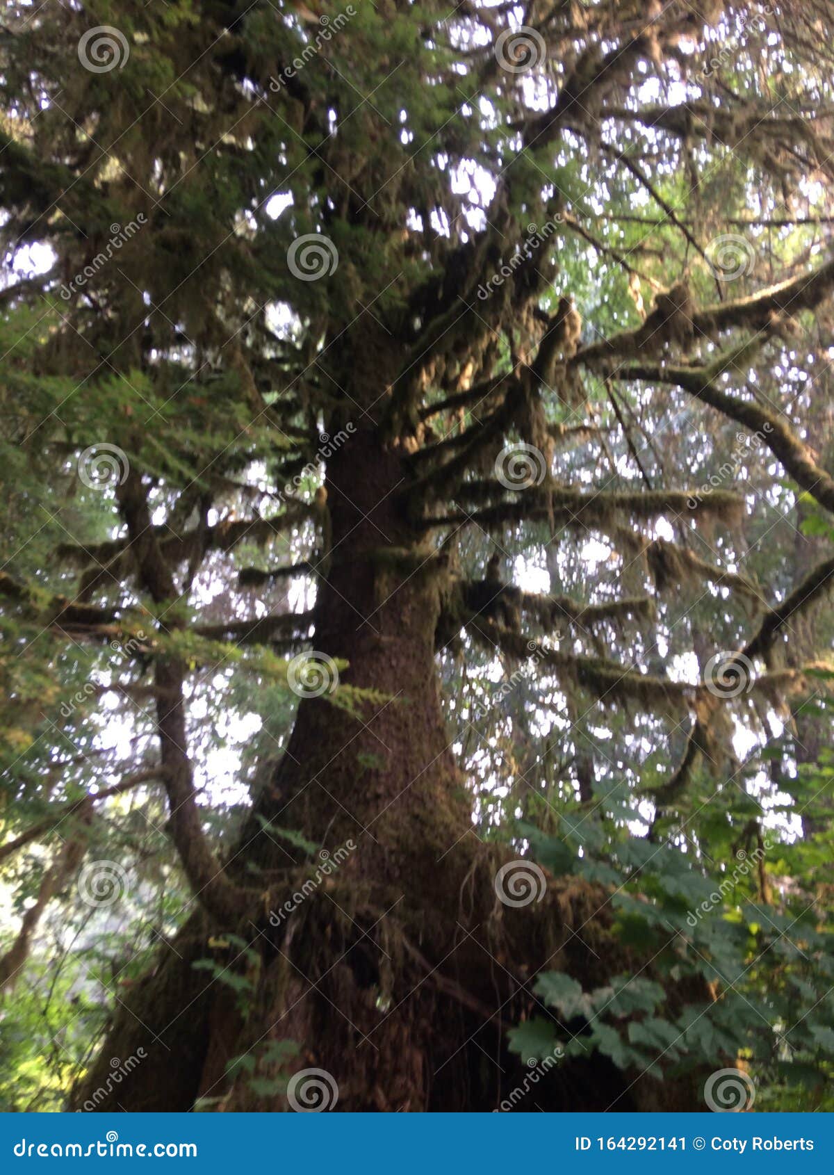 Ire tree 库存图片. 图片 包括有 绿色, 怒火, 蠕动, 森林, 结构树 - 164292141