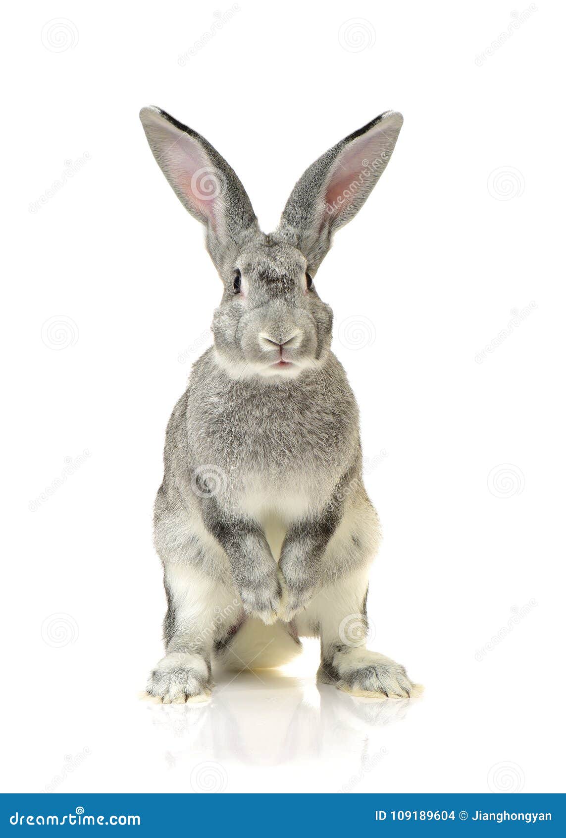 灰色兔子 库存照片. 图片 包括有 农场, 房子, 家畜, 灰色, 查出, 背包, 宠物, 年轻, 蓬松 - 109189604