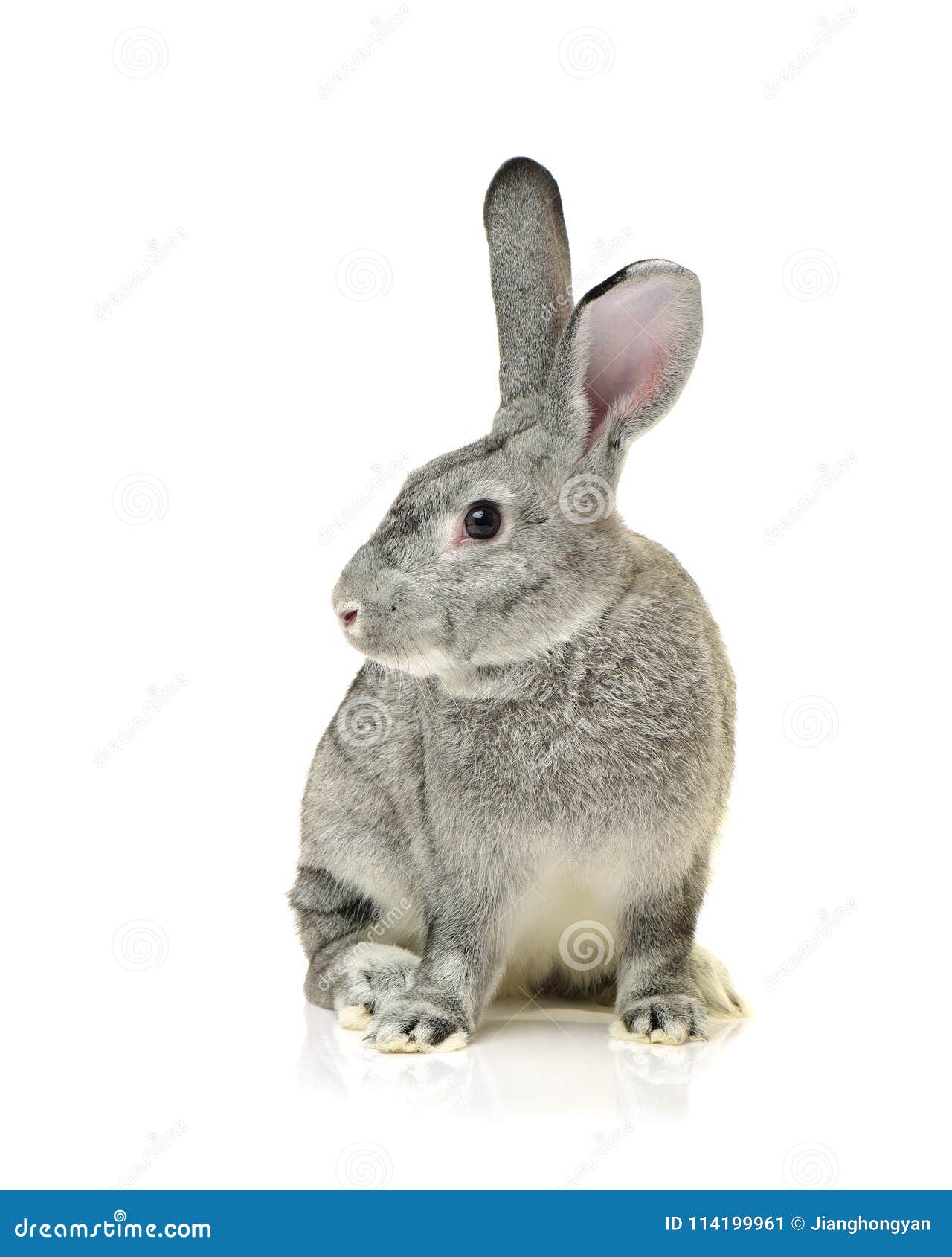 灰色兔子 库存图片. 图片 包括有 图象, 问题的, 前面, 房子, 家畜, 北美灰熊, 兔子, 关闭 - 114199961