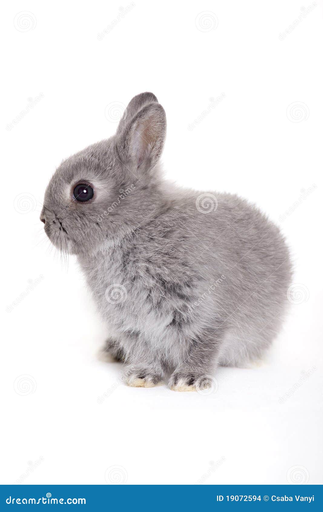 灰色兔子 库存照片. 图片 包括有 啮齿目动物, 敬慕, 国内, 兔子, 红色, 宠物, 一个, 复活节 - 19072594