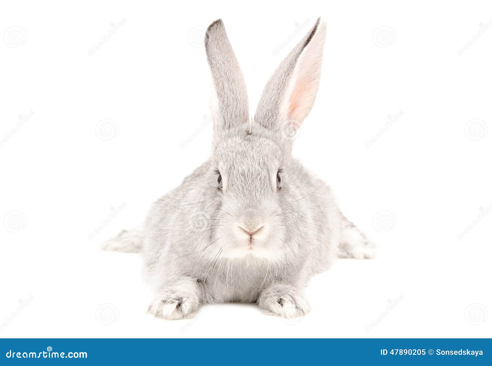 灰色兔子 库存图片. 图片 包括有 农场, 宠物, 关闭, 逗人喜爱, 兔子, 查出, 子项, 位于, 野兔 - 47890205