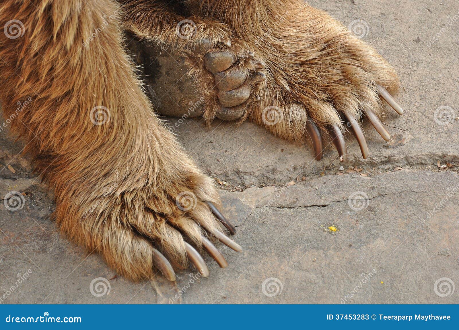 Bear feet 库存图片. 图片 包括有 英尺, 哺乳动物, 敌意, 动物园, 钉子, 敲打, 北美灰熊 - 37453283