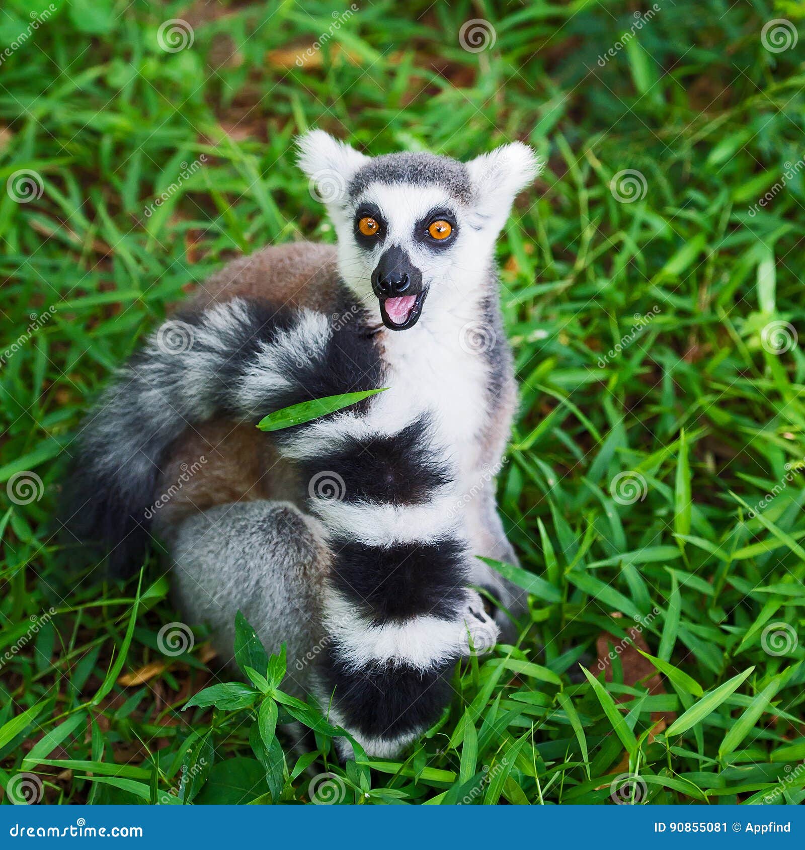 狐猴catta 库存图片. 图片 包括有 保护, 庭院, 野生性, 通配, 空白, 投反对票, 敌意, 森林 - 90855081