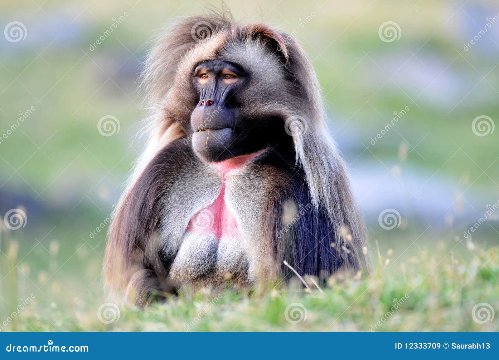 狒狒gelada 库存图片. 图片 包括有 环境保护者, 徒步旅行队, 环境, 野生生物, 猴子, 茴香 - 12333709