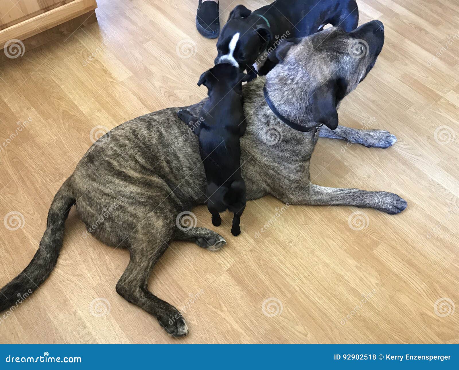 Dog pile 库存照片. 图片 包括有 厨房, 楼层 - 92902518