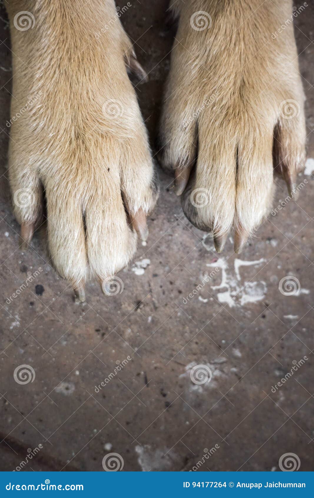 Dog foot 库存照片. 图片 包括有 现有量, 头发, 陆运, 空白, 英尺, 本质, 宠物, 宏指令 - 94177264