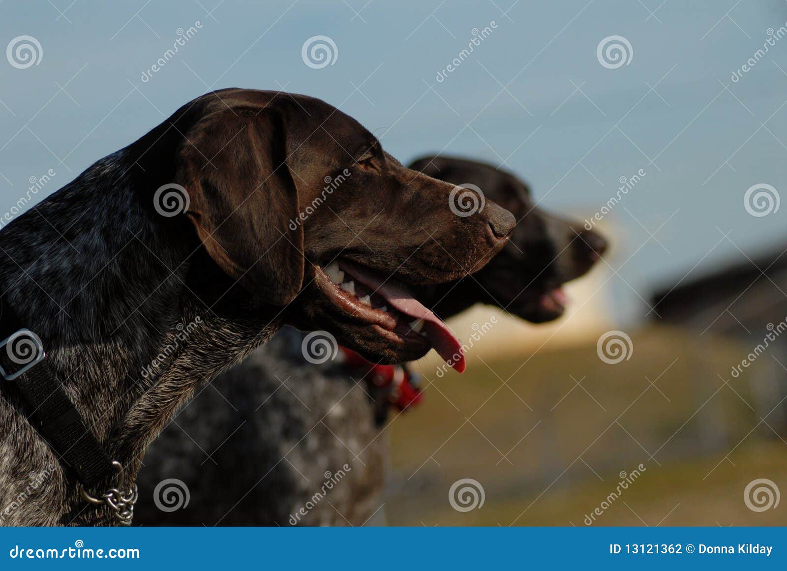 American Short Haired Pointer Dogs 库存照片 - 图片 包括有 纵向, 宠物: 13121362