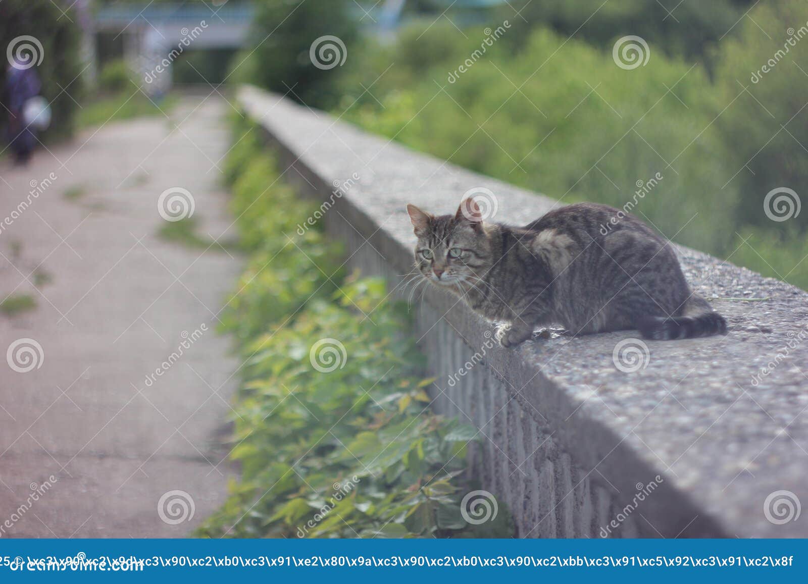 Cat in my mind 库存图片. 图片 包括有 绿色, 小猫, 敌意, 不可靠, 哺乳动物, 野生生物 - 192415125