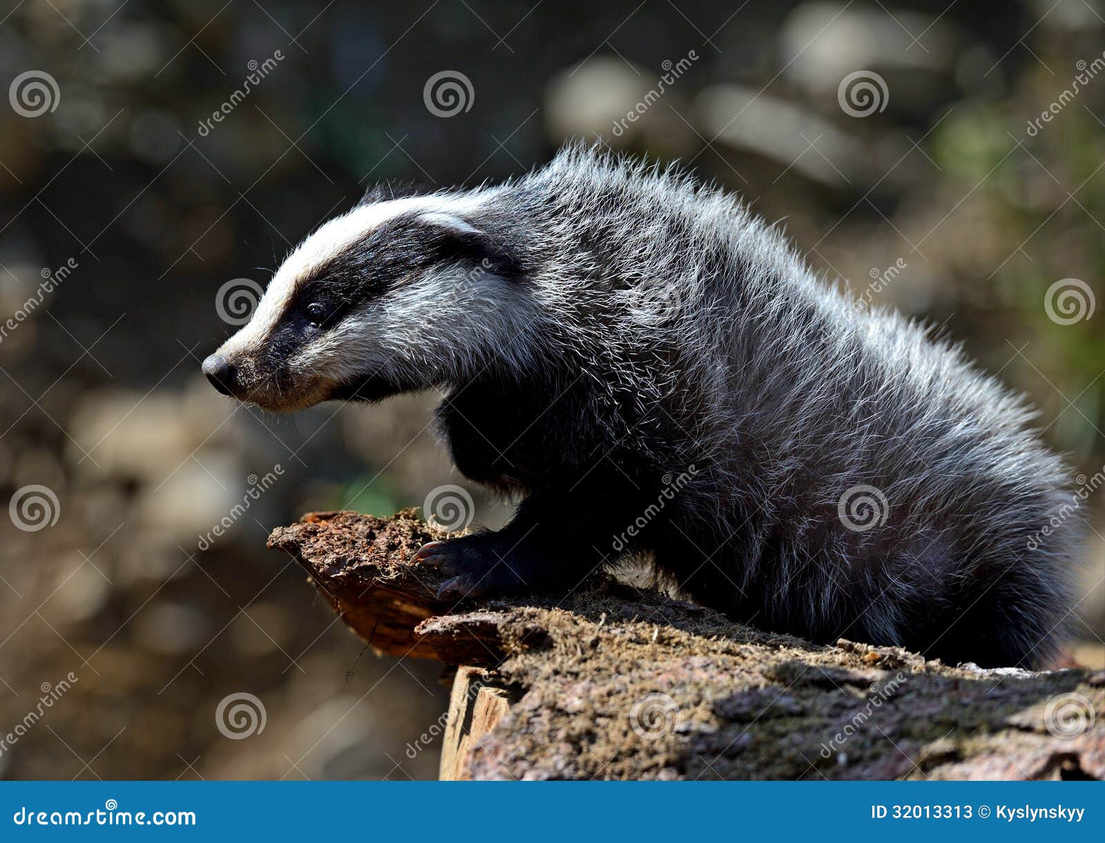 Badger 库存图片. 图片 包括有 本质, 野生生物, 原野, 栖所, 地形, 哺乳动物, 通配, 夜间 - 32013313