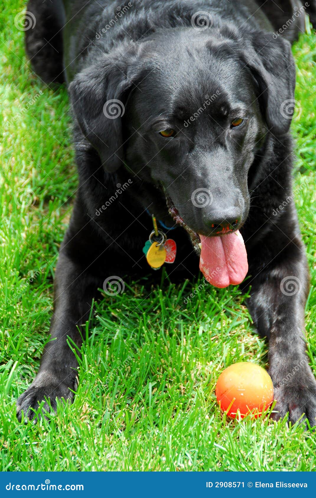 Dog with a ball 库存图片. 图片 包括有 橙色, 作用, 嬉戏, 交配动物者, 关闭, 实验室 - 2908571