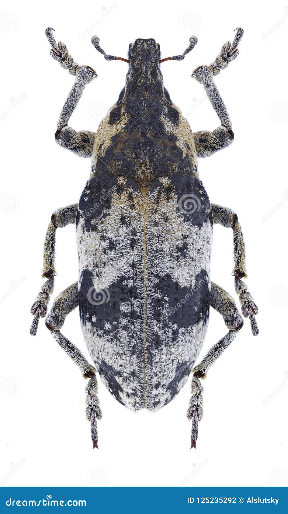 甲虫Bothynoderes affinis 库存照片. 图片 包括有 保护, 卧室, 飞行, 传记, 背包 - 125235292