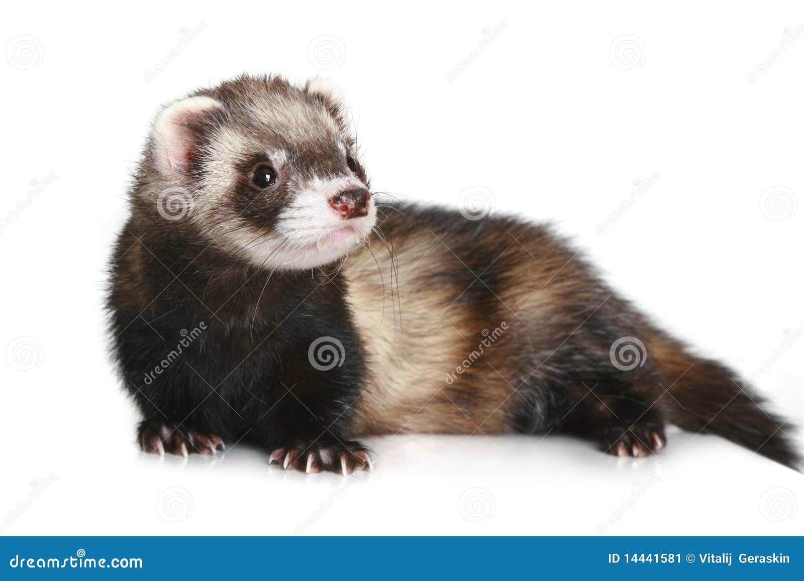 白鼬furo鼬putorius 库存图片. 图片 包括有 逗人喜爱, 食肉动物, 视图, 本质, 国内, 犬齿 - 14441581