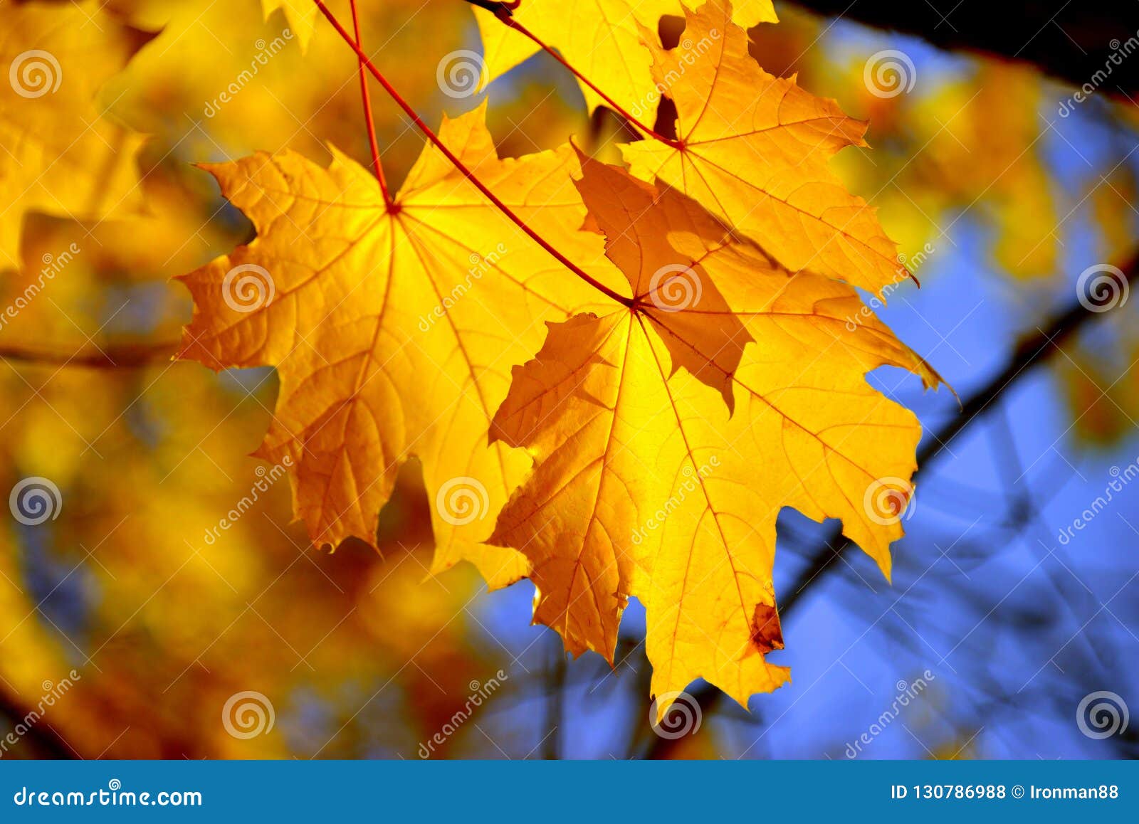 Beautiful Yellow Maple Leaf Against the Sky. Autumn 库存照片 - 图片 包括有 替补 ...
