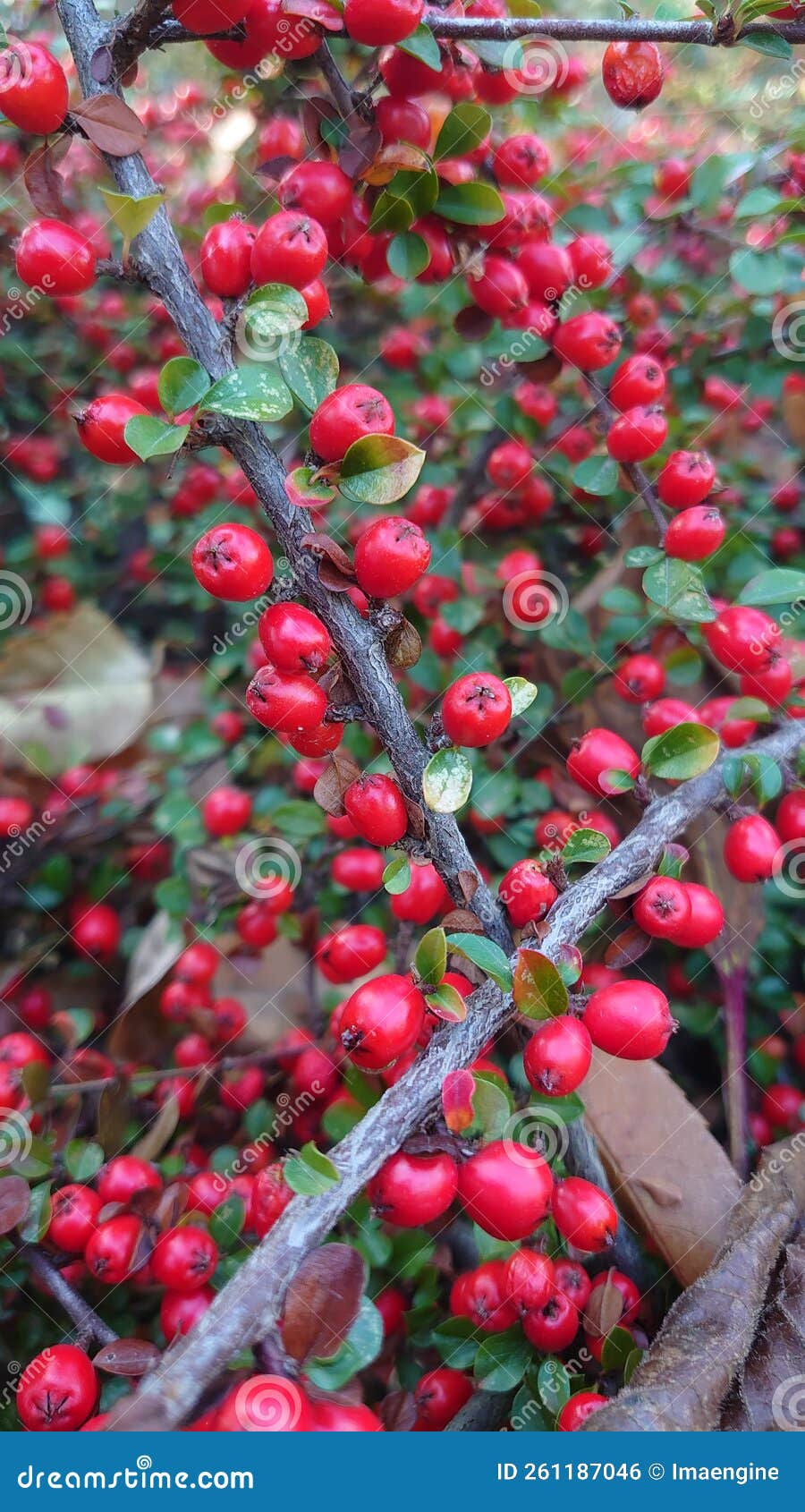Autumn Colours - Wild Colorful Bush Berries 库存照片 - 图片 包括有 自治权, 食物 ...