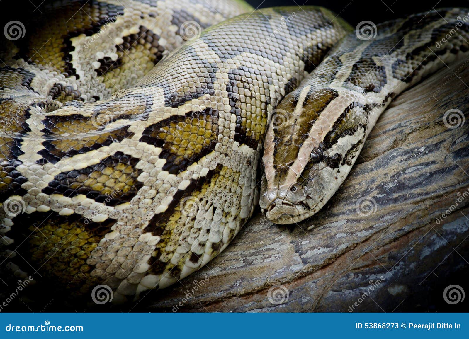 缅甸Python (Python Molurus Bivittatus) Iso特写镜头照片 库存图片 - 图片 包括有 五颜六色, 爬行 ...