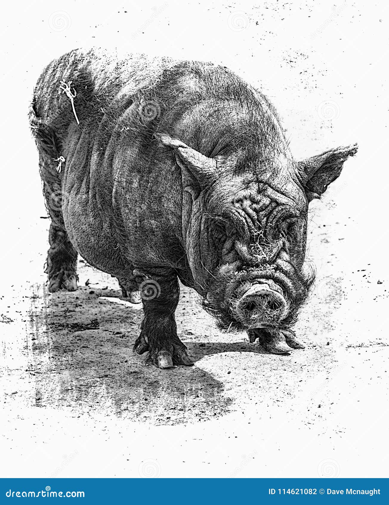 The Old Pig 库存照片. 图片 包括有 采取, 使用, 大厅, 公园, 照片, 沃尔顿, 教规 - 114621082