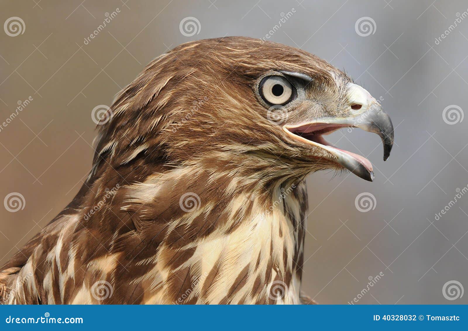 Buzzard 库存照片. 图片 包括有 ç…§äº®, é£ÿè‚‰åš¨ç‰©, é‡žå…½, å œç¿¼é£žæœº - 40328032