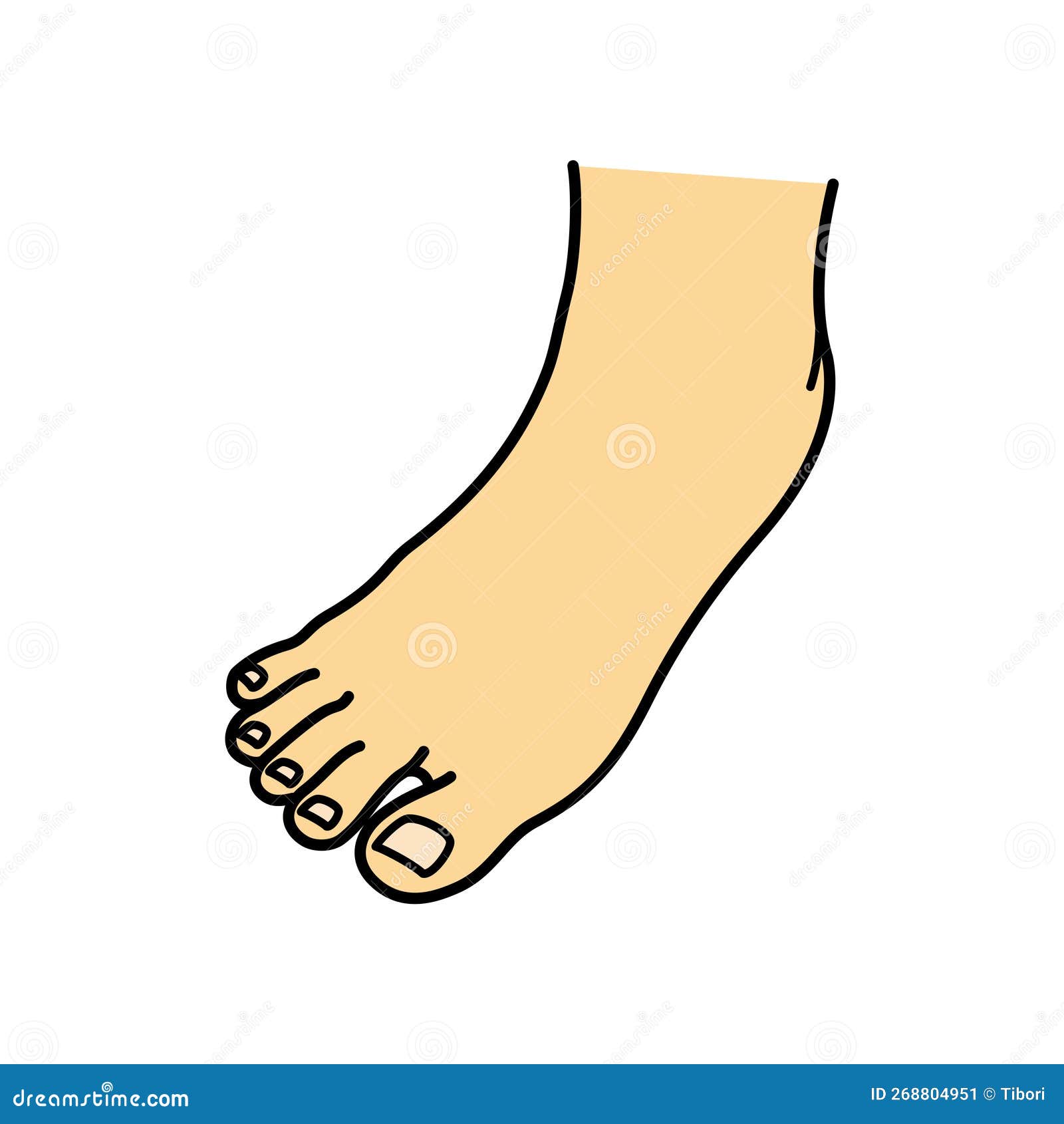 Bare Foot, Toe, Instep, Illustration Stock Image - Illustration of ...