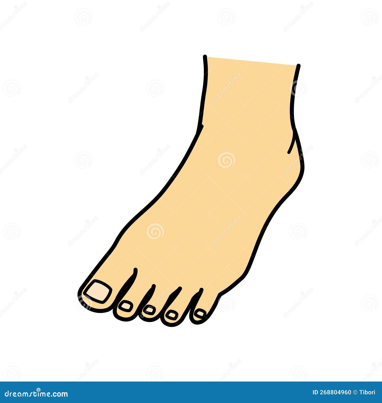 Bare Foot, Toe, Instep, Illustration Stock Photo - Illustration of ...