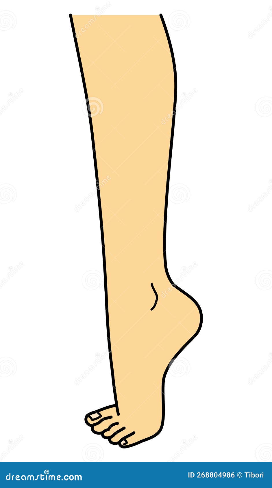 Bare Foot, Leg, Tiptoe, Side View, Illustration Stock Photo ...