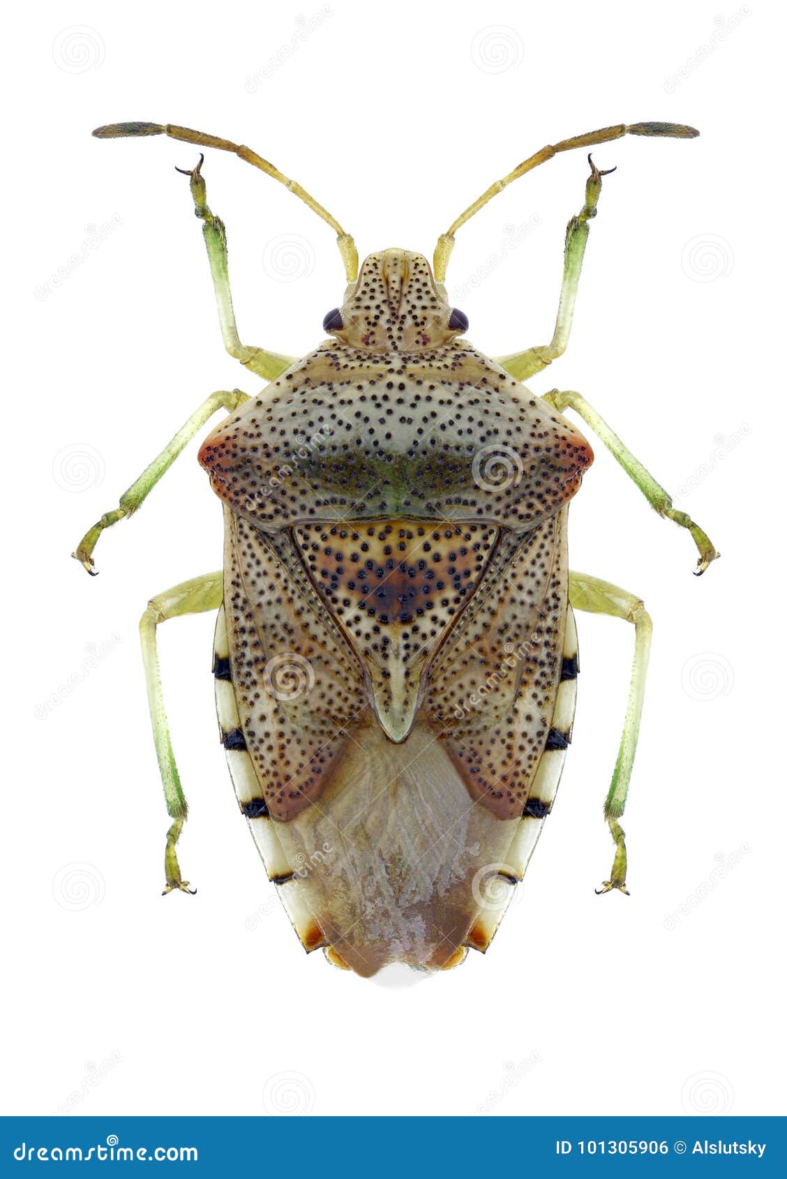 臭虫Elasmucha grisea 库存照片. 图片 包括有 特写镜头, 察觉, 节肢动物, 本质, 照亮 - 101305906