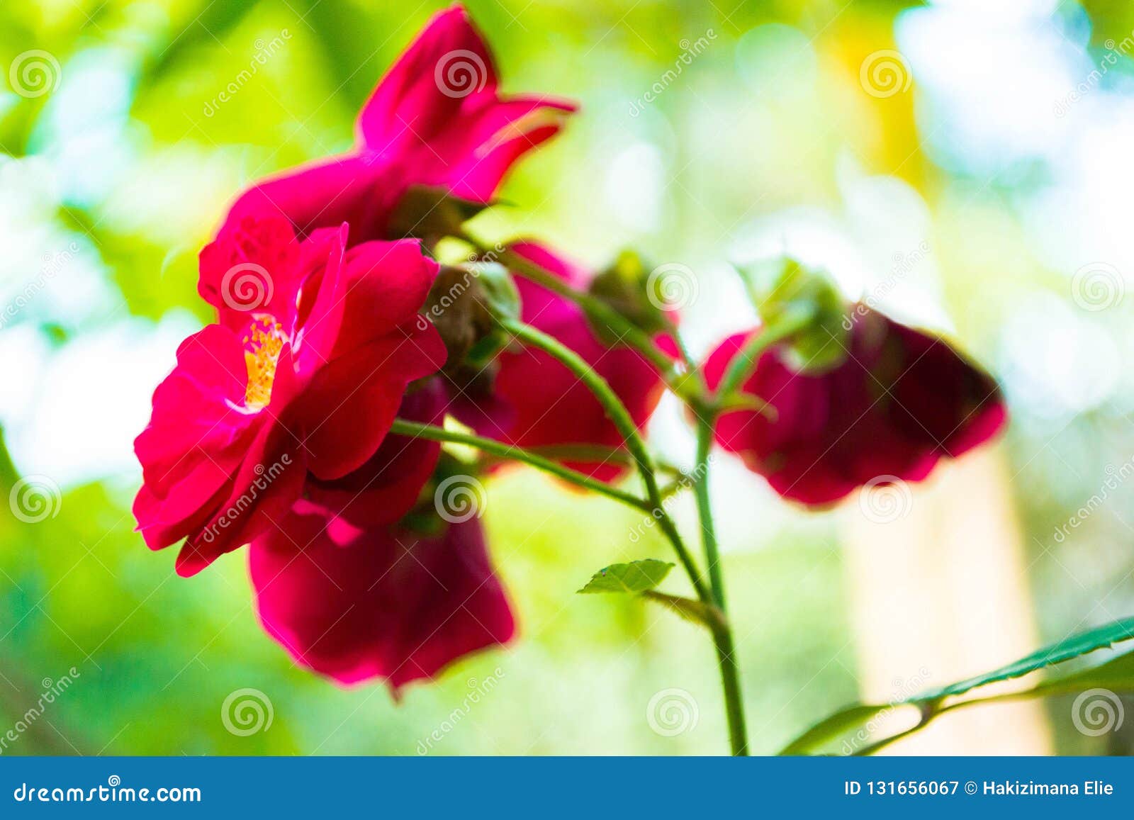 Flower 库存图片. 图片 包括有 基加利, 墙纸, 卢旺达 - 131656067