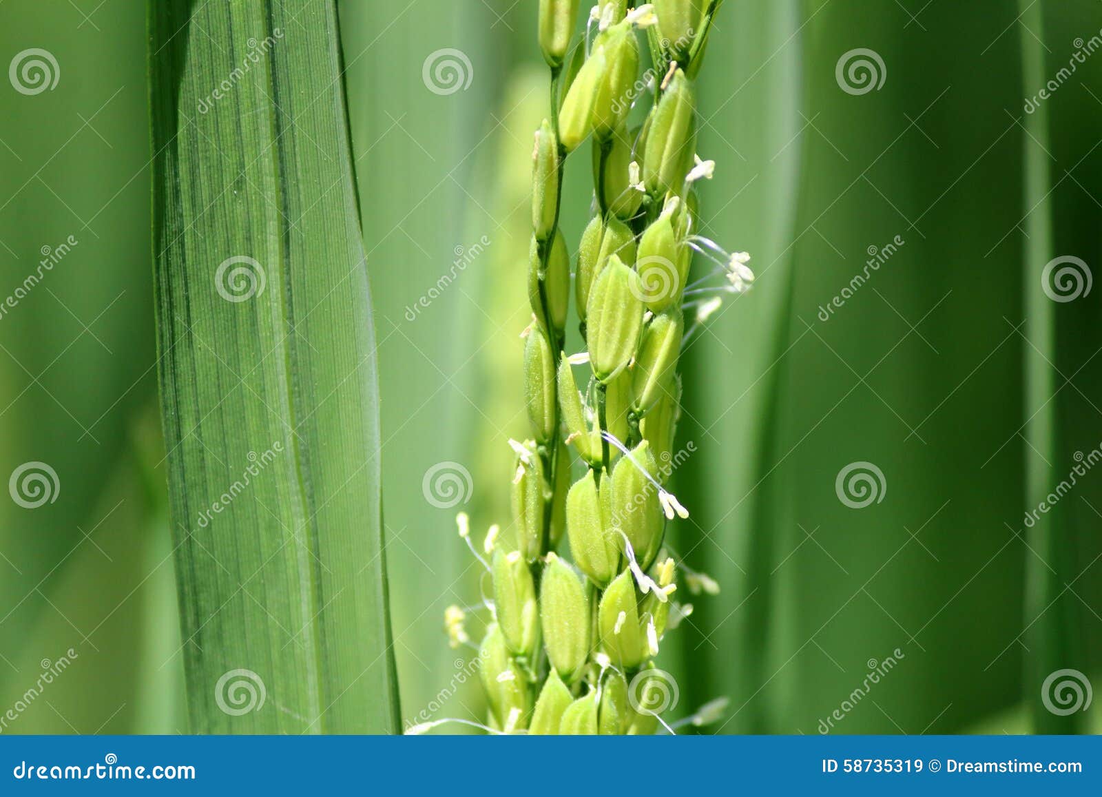 Paddy Flower 库存图片. 图片 包括有 æœ¬è, èš±, å·¥åž‚, å® æœ‡ä»¤ - 58735319