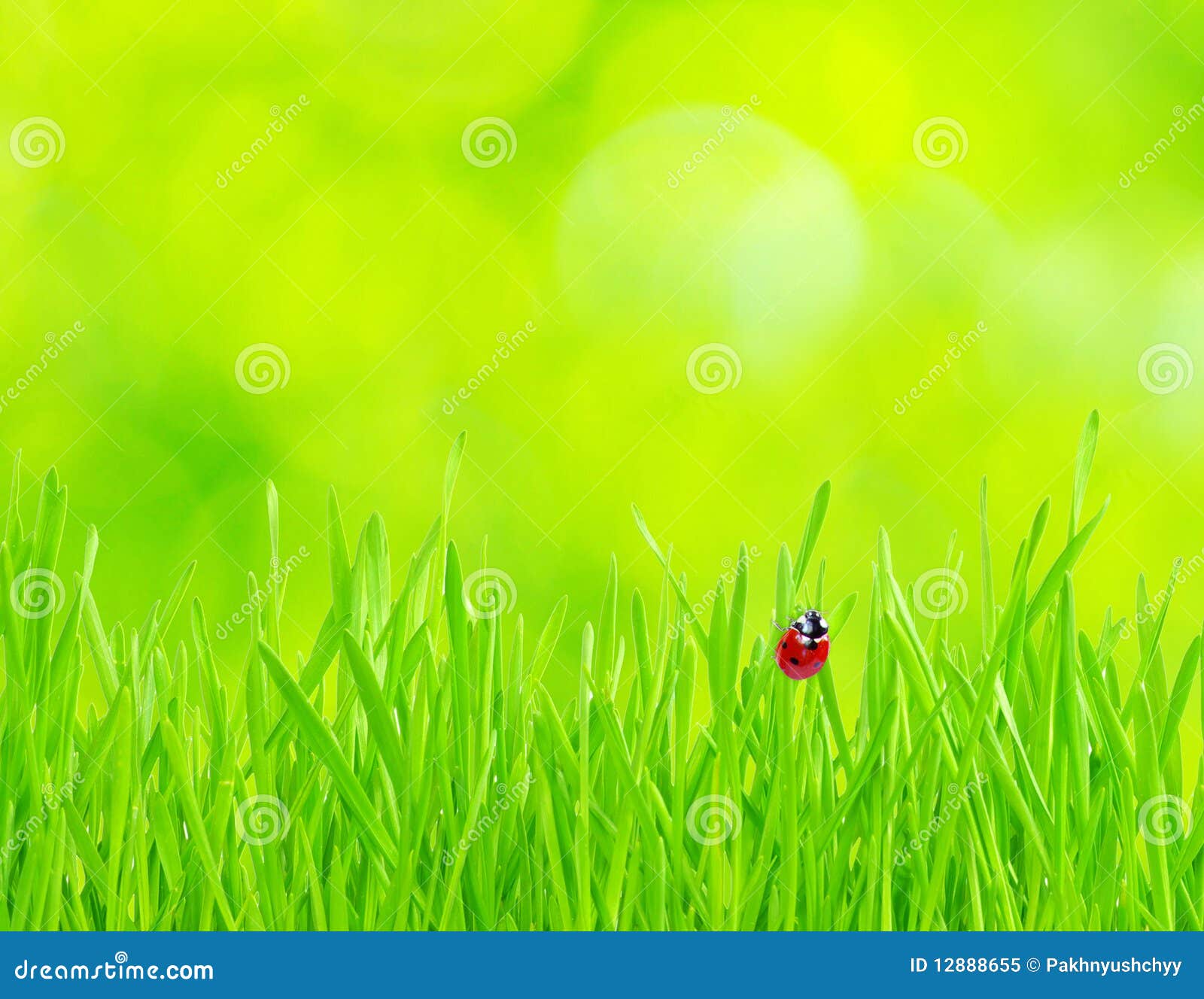 绿色的猕猴桃 Color Pictures And Images - RGB Color Hex Code [#C0FF00 - 33%]