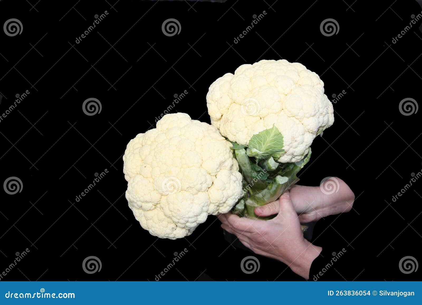 Cauliflower Vegetable Domestic 库存照片 - 图片 包括有 国内, 花椰菜: 263836054