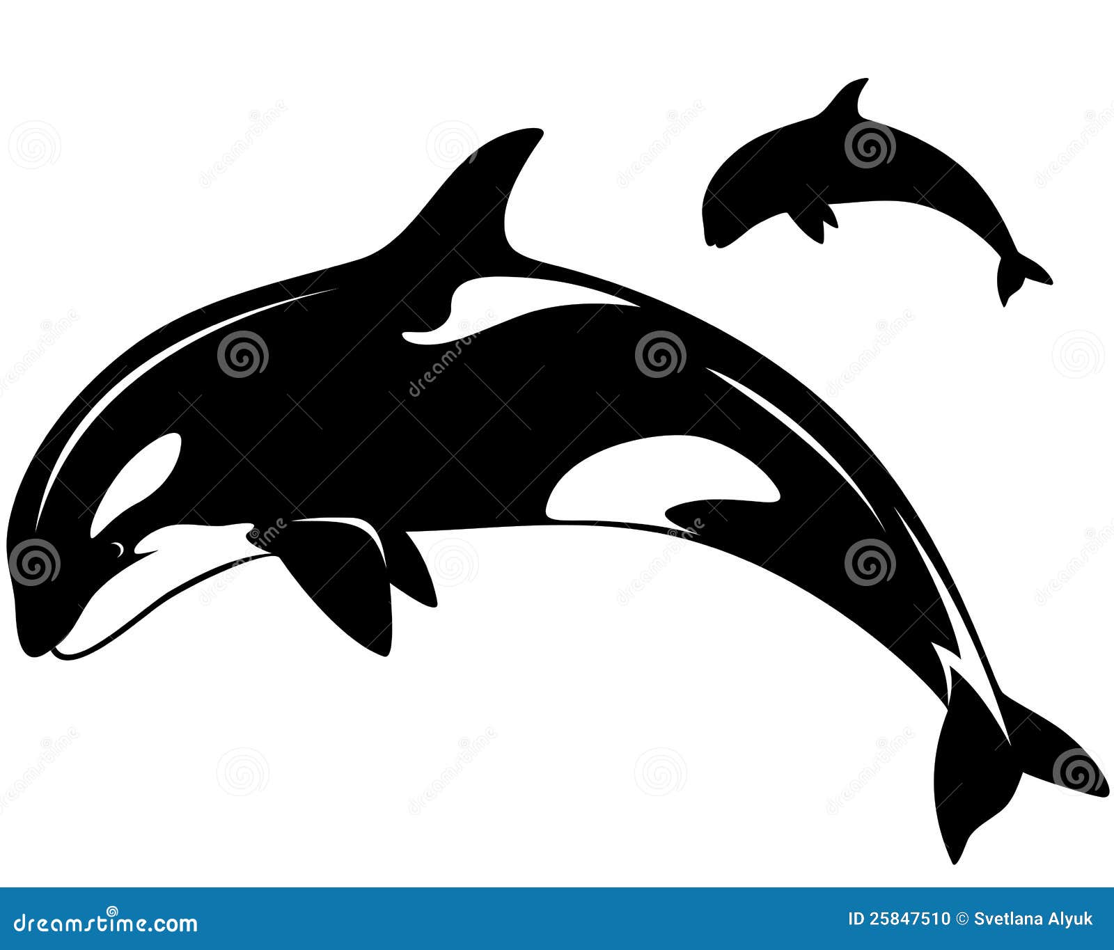 Killer whale vector 向量例证. 插画 包括有 单色, 本质, 危及, 哺乳动物, 逗人喜爱 - 25847510