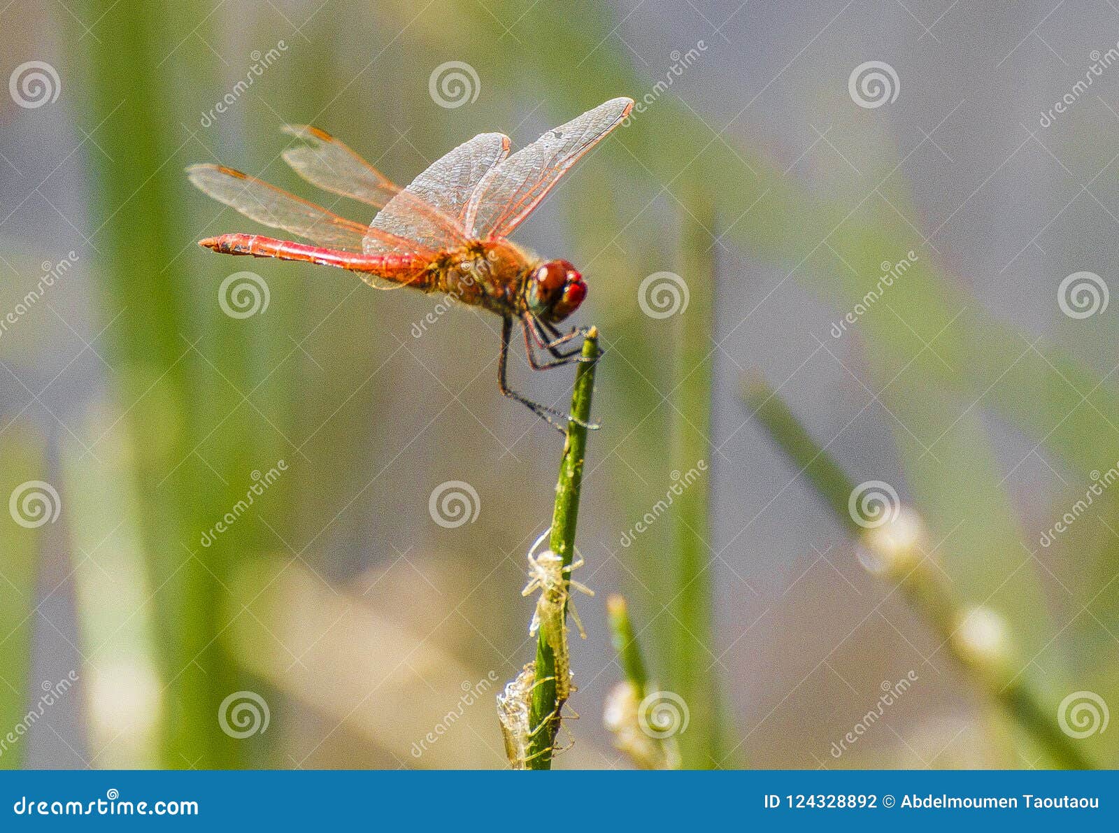 Dragonfly 库存照片. 图片 包括有 食肉动物, 橙色, 本质, 生物, 森林, 池塘, 关闭 - 124328892