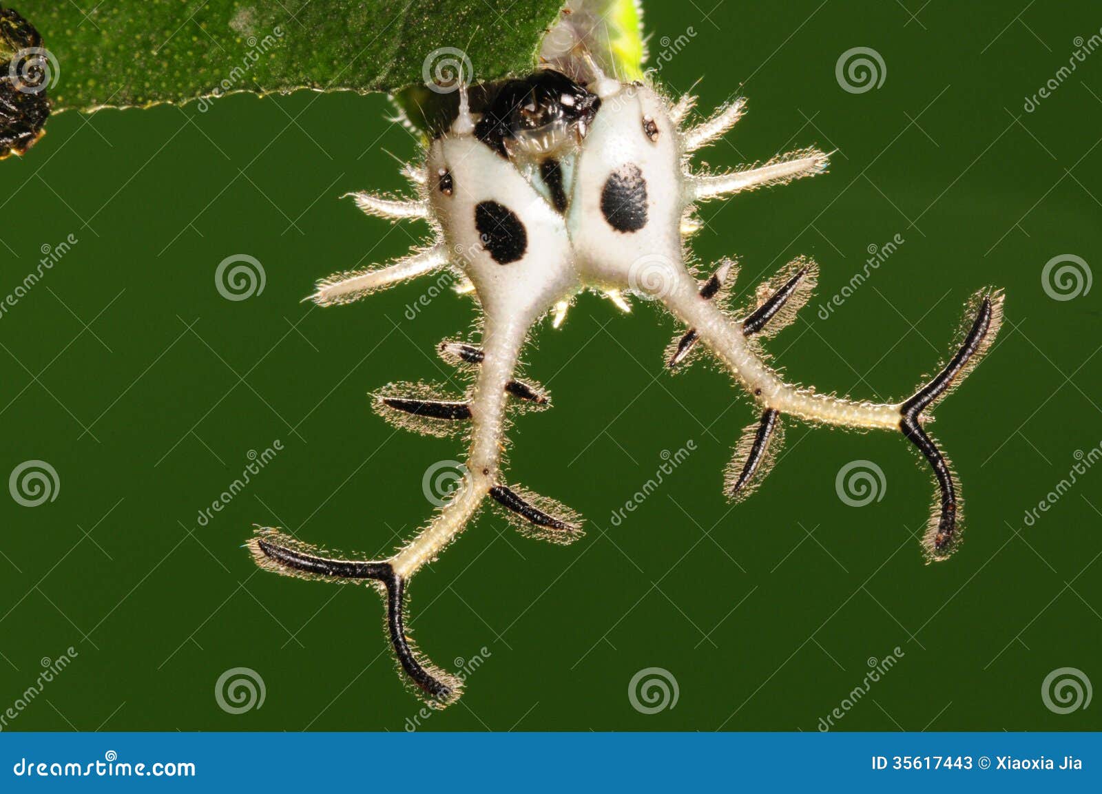 蝴蝶。LARVAR Herona marathus 库存图片. 图片 包括有 提供, 豹子, 庭院, 和平 - 35617443