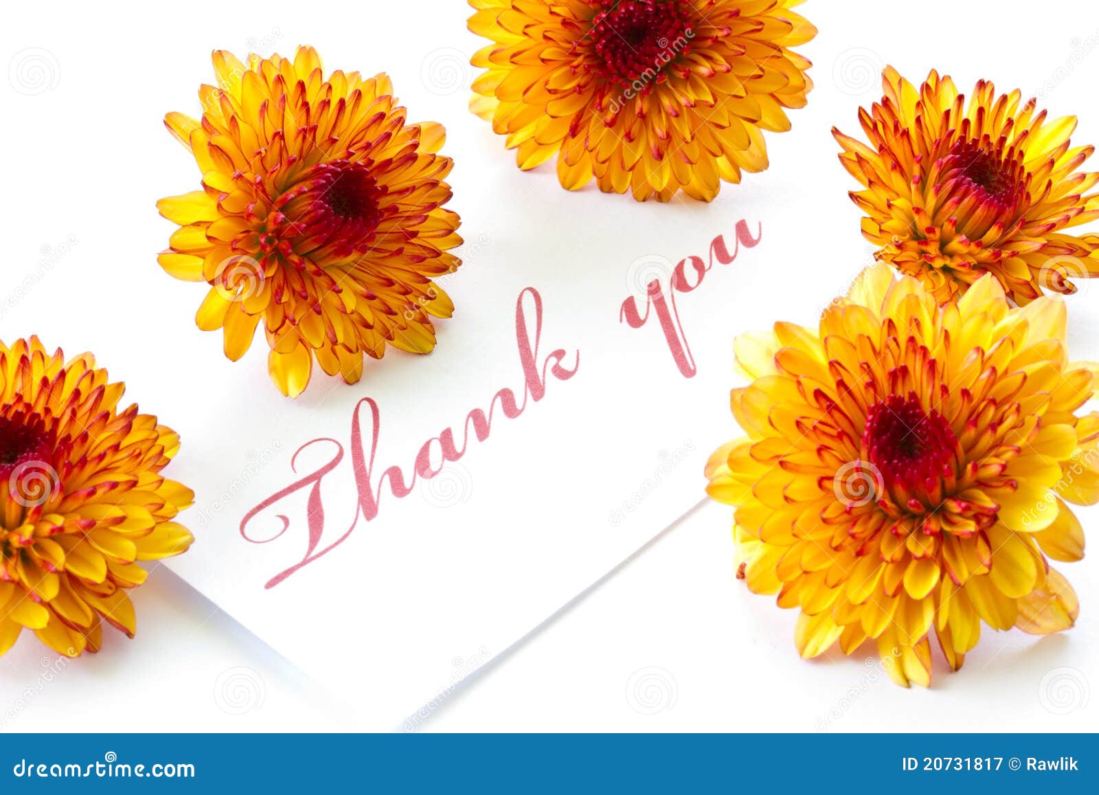 Thank you 库存图片. 图片 包括有 花瓣, 特写镜头, 花束, 礼品, 花卉, 照亮, 精美, 识别 - 20731817