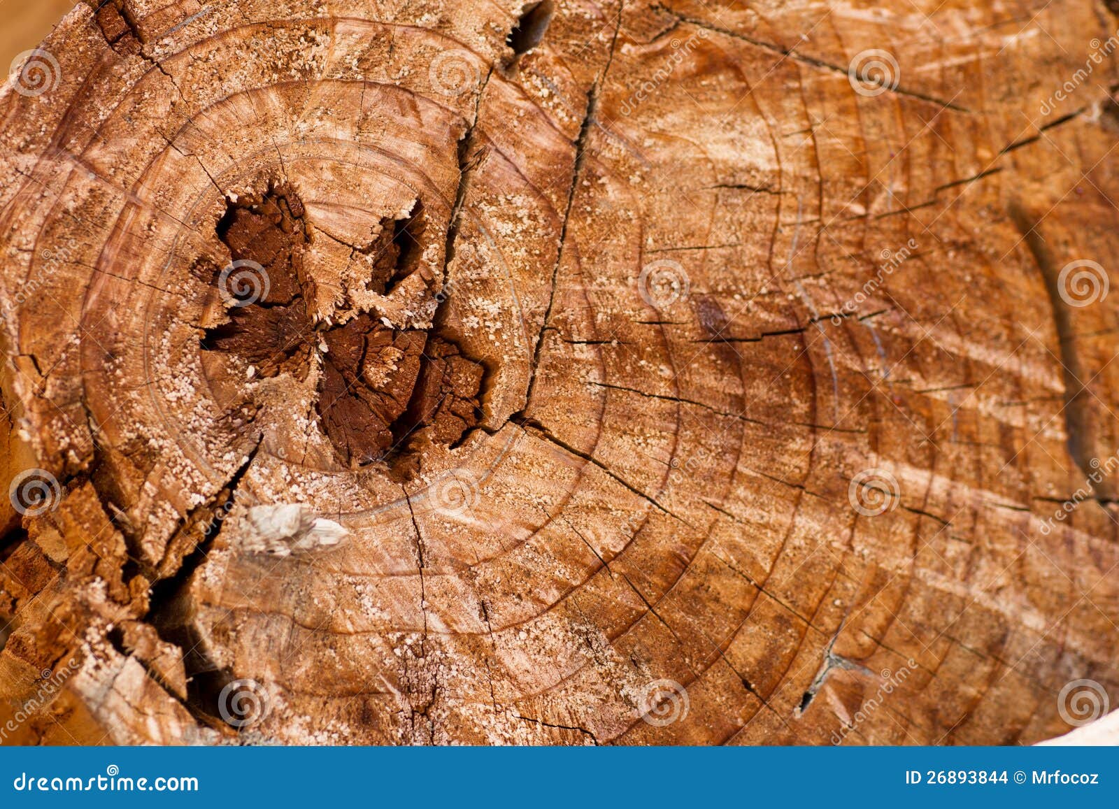 Tree Rings 库存照片. 图片 包括有 特写镜头, 模式, 日志, 木柴, 平面, 背包徒步旅行者 - 26893844