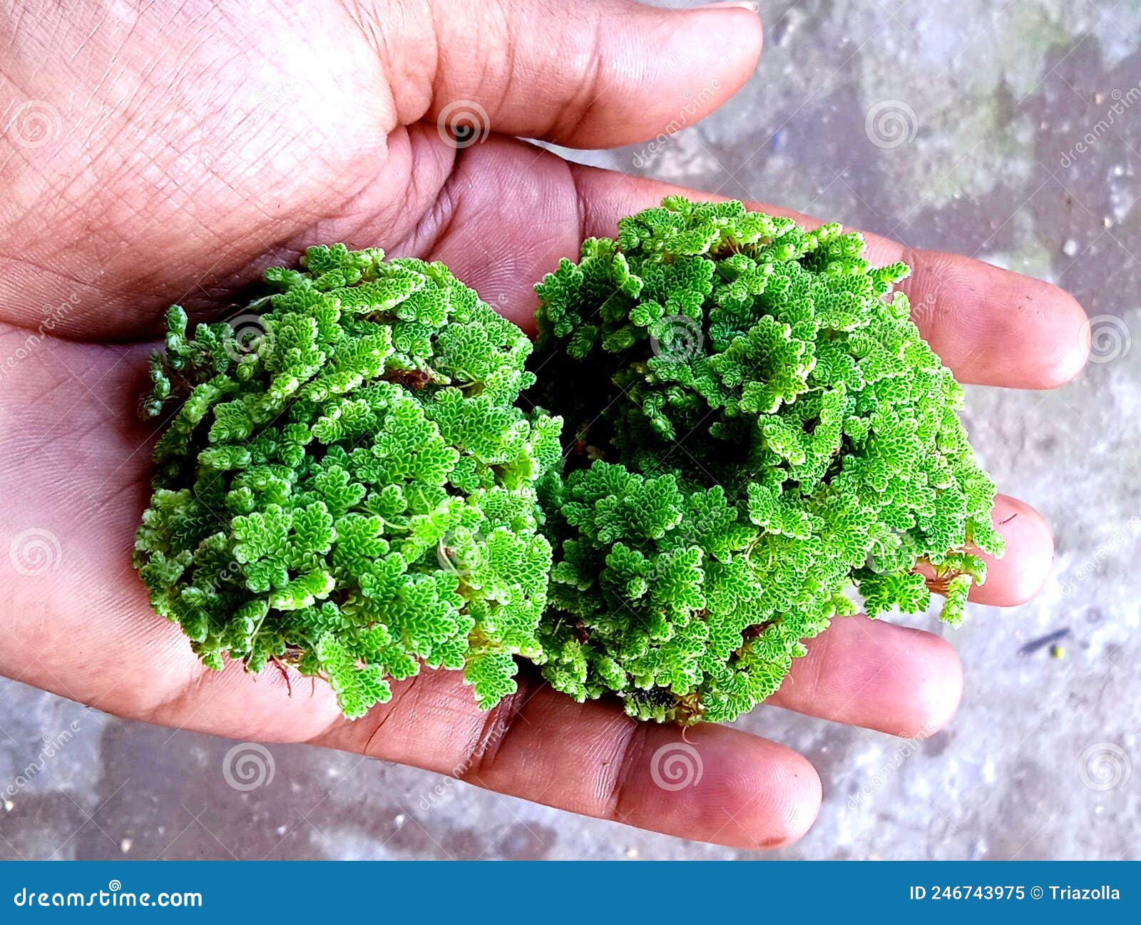 Azolla microphylla 库存图片. 图片 包括有 特殊, 土壤, 使用, 结转, 绿色, 结构树 - 246743975