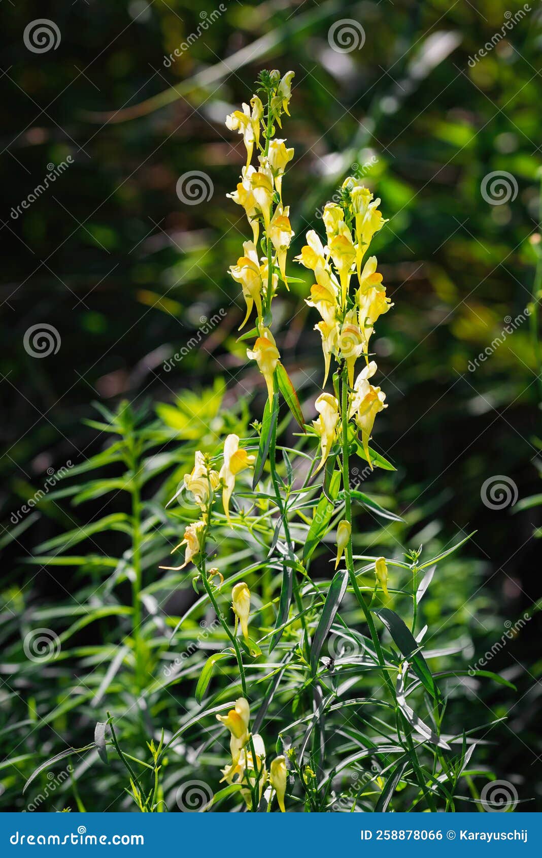 Linaria vulgaris flowers 库存照片. 图片 包括有 绿色, 本质, 特写镜头, 雄芯花蕊 - 258878066