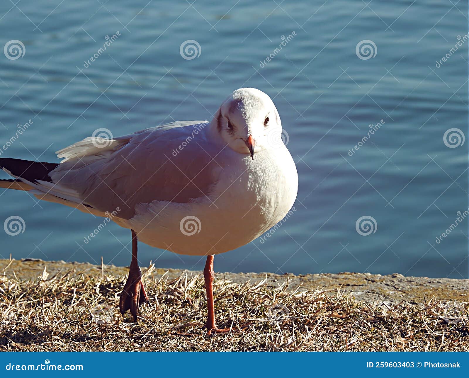 Gull Bird Relaxing in Nature 库存图片 - 图片 包括有 公园, 本质: 259603403