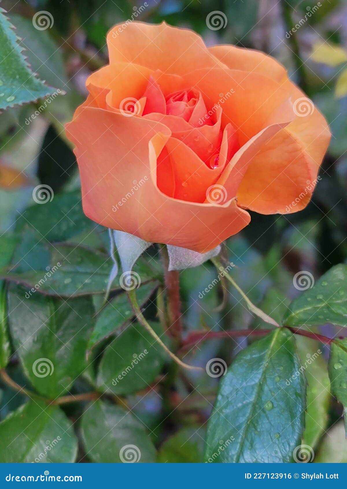 Rose opening up 库存照片. 图片 包括有 工厂, 牡丹, 叶子, 黄色, 花束, 粉红色 - 227123916