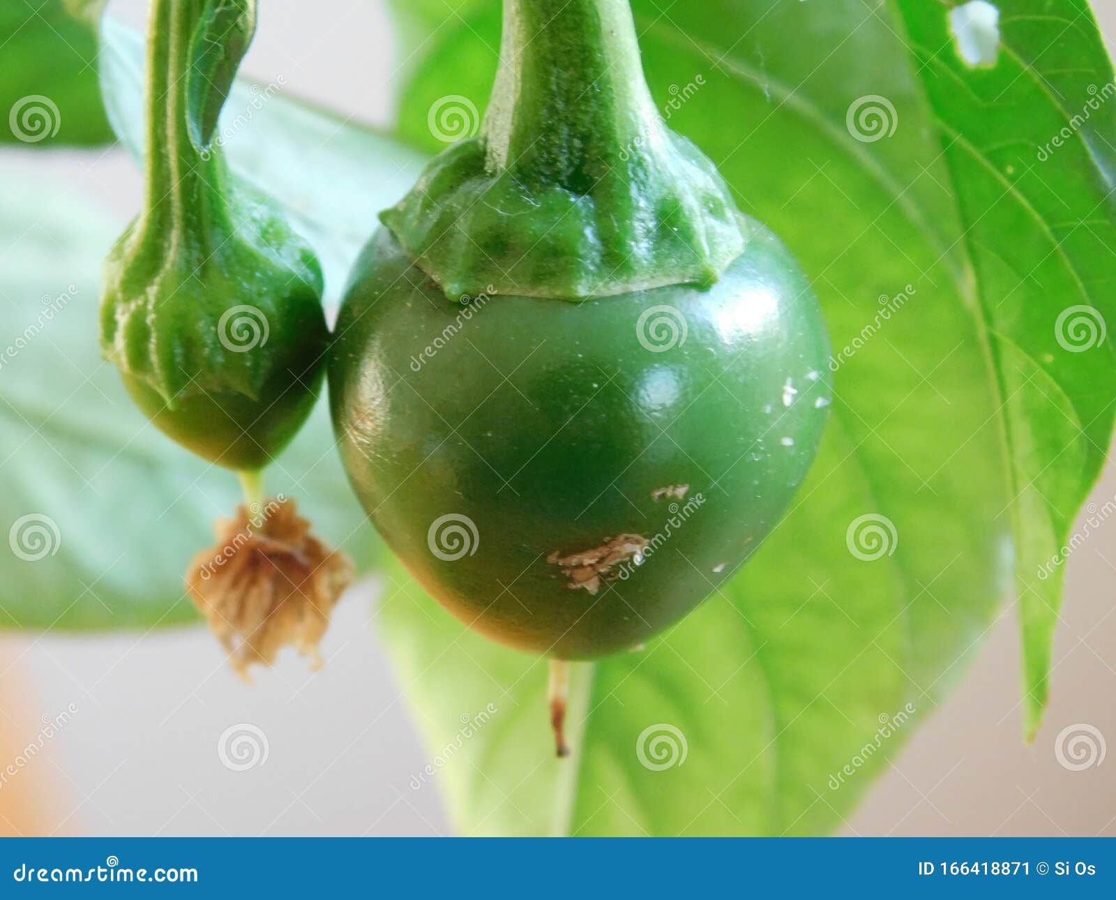 Green baby pepper closeup 库存图片. 图片 包括有 宏指令, 详细资料, 叶子 - 166418871