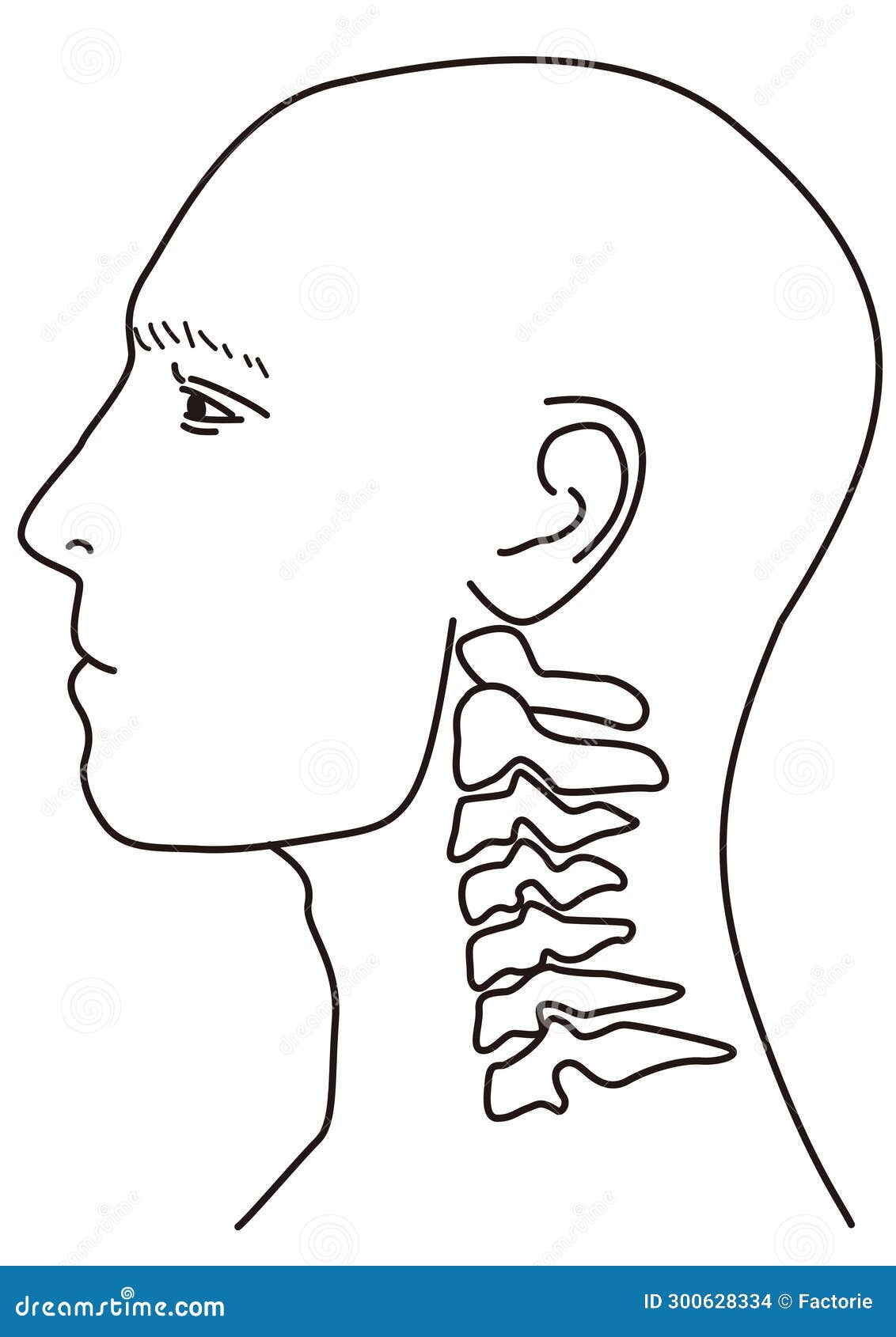 Structural Diagram of the Cervical Vertebrae of the Human Neck Seen ...