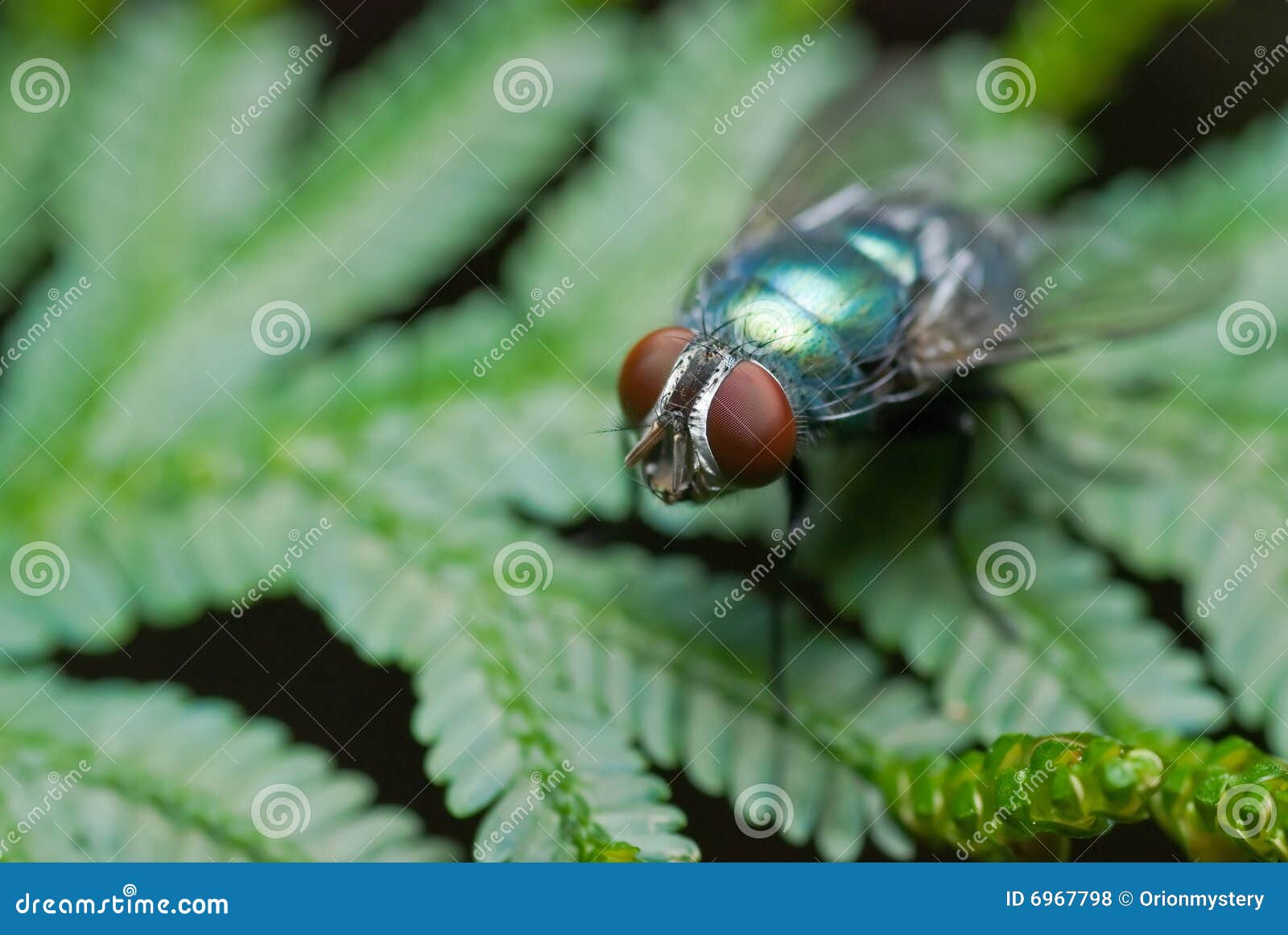 Fly 库存照片. 图片 包括有 投反对票, 的百威, 宏指令, 植物群, 橙色, 关闭, 绿色, 庭院, 叶子 - 6967798
