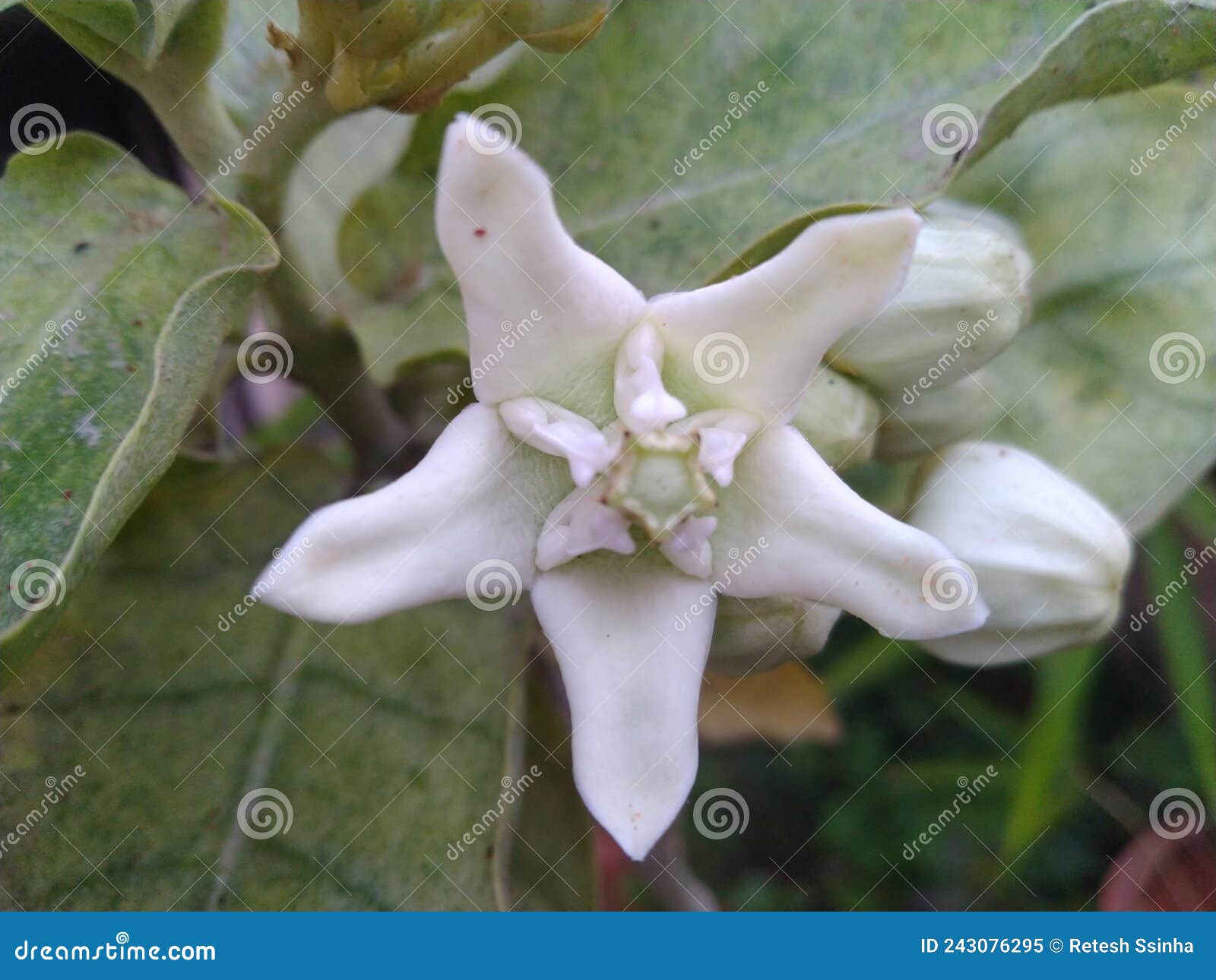 Swet aak flower 库存图片. 图片 包括有 草本, 灌木, 叶子, 食物, 结构树, 开花 - 243076295