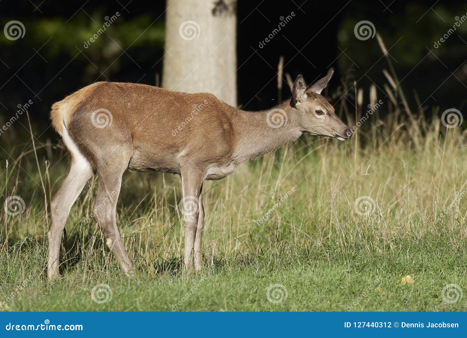 马鹿鹿elaphus 库存照片. 图片 包括有 动物区系, 野生生物, 红色, 斯堪的那维亚, 丹麦, 栖所 - 127440312