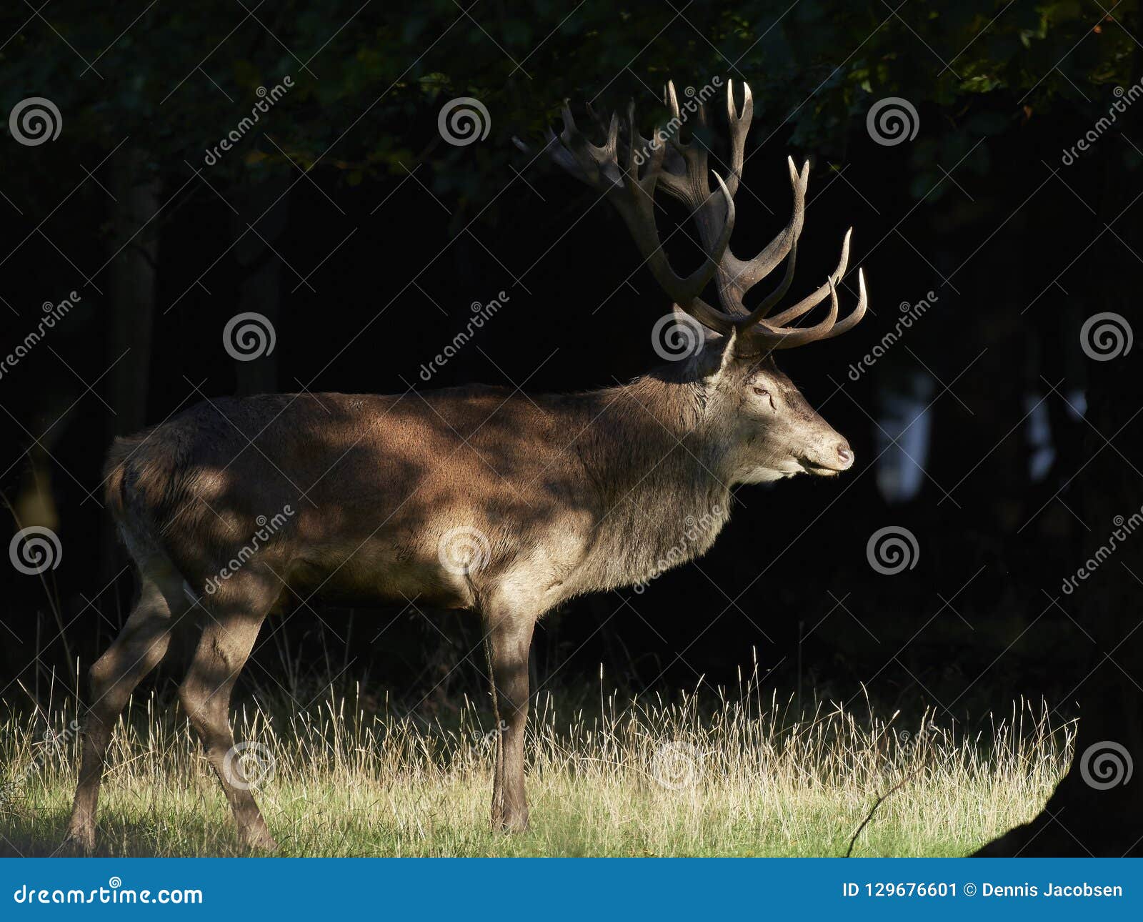 马鹿鹿elaphus 库存图片. 图片 包括有 野生生物, 欧洲, 斯堪的那维亚, 原野, 本质, 通配 - 129676601