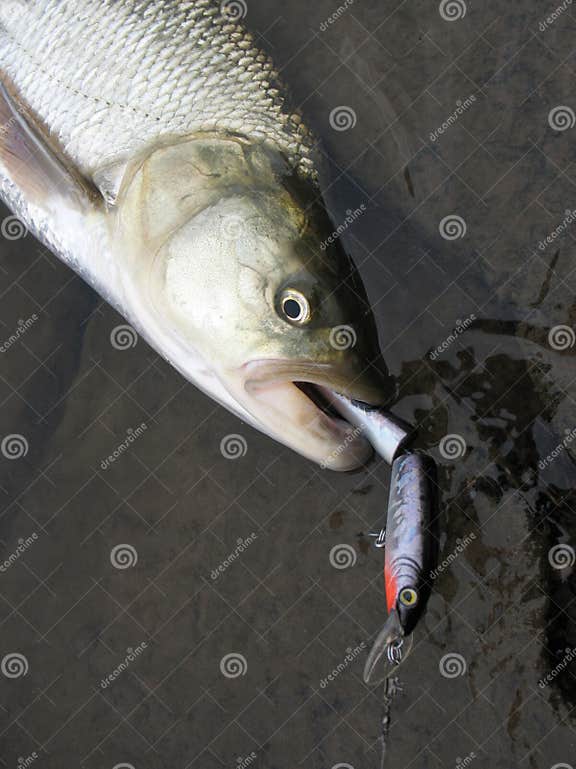 鱼asp Aspius aspius 库存图片. 图片 包括有 反射, 水生, 有角, 恼怒的, 芦笋 - 107484559