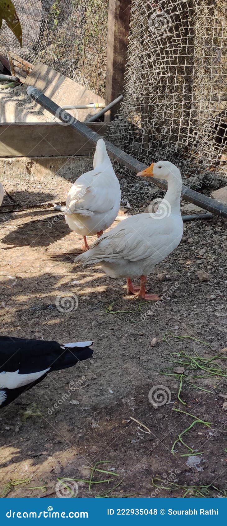 Quick Quack duck 库存照片. 图片 包括有 水鸟, 工厂, 野生生物, 海鸟, 宠物, 鸭子 - 222935048