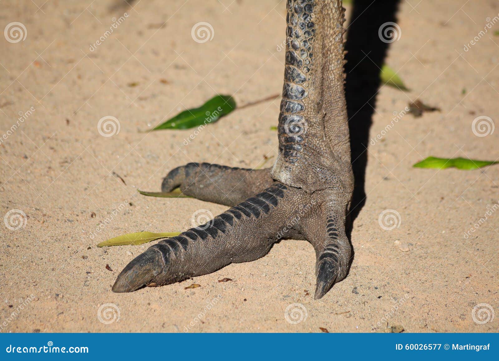 Emu foot close-up 库存图片. 图片 包括有 敌意, 澳大利亚, 突出, 楼层, 野生生物 - 60026577