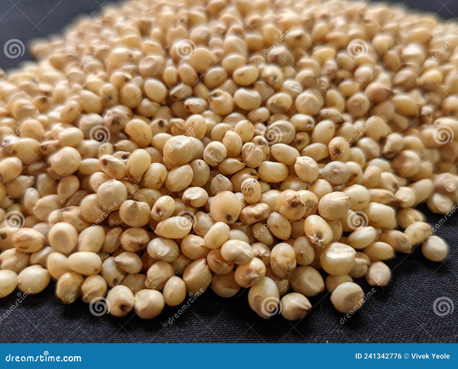 Jawar Grain Seeds or Sourghum Seeds Yellow 库存照片 - 图片 包括有 黄色, 种子: 241342776