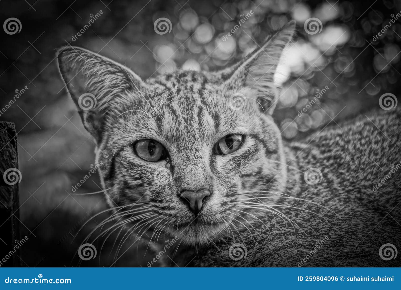 Black white cat 库存照片. 图片 包括有 空白, 敌意, 单色, 不可靠, 哺乳动物, 颊须 - 259804096