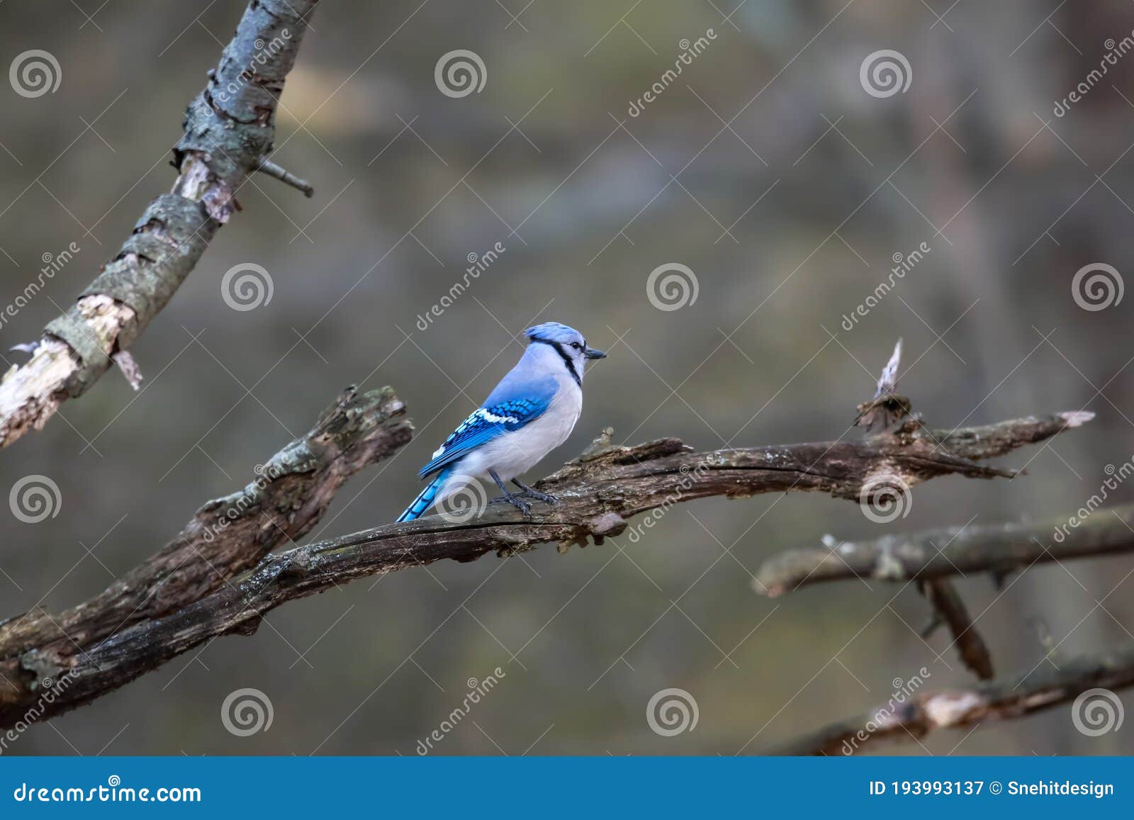 Â Blue Jay Bird on the Branch of a Tree Stock Image - Image of nature ...